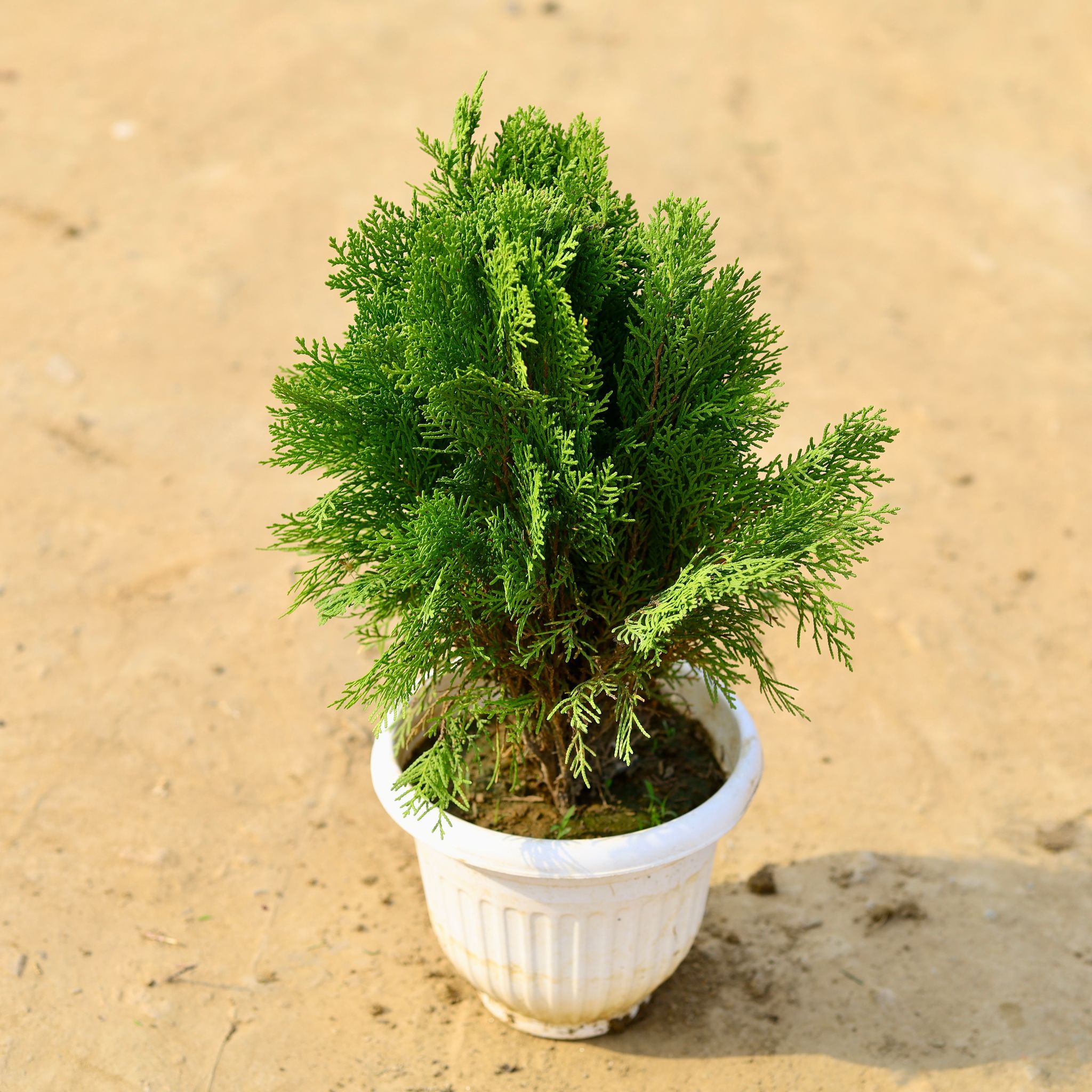 Free Next Day Delivery |Morpankhi in 8 Inch White Premium Olive Plastic Pot