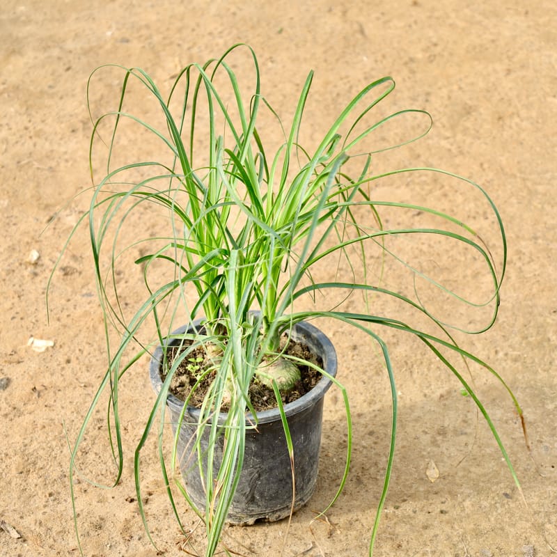 Free Next Day Delivery | Lolina / Nolina Palm in 8 Inch Nursery Pot