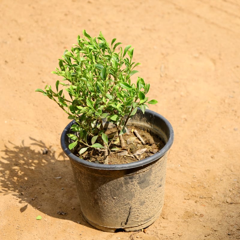 Free Next Day Delivery | Ficus Mini Leaves in 6 Inch Nursery Pot