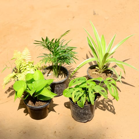 Free Next Day Delivery | Set of 5 - Spider Plant, Money Plant Green ...