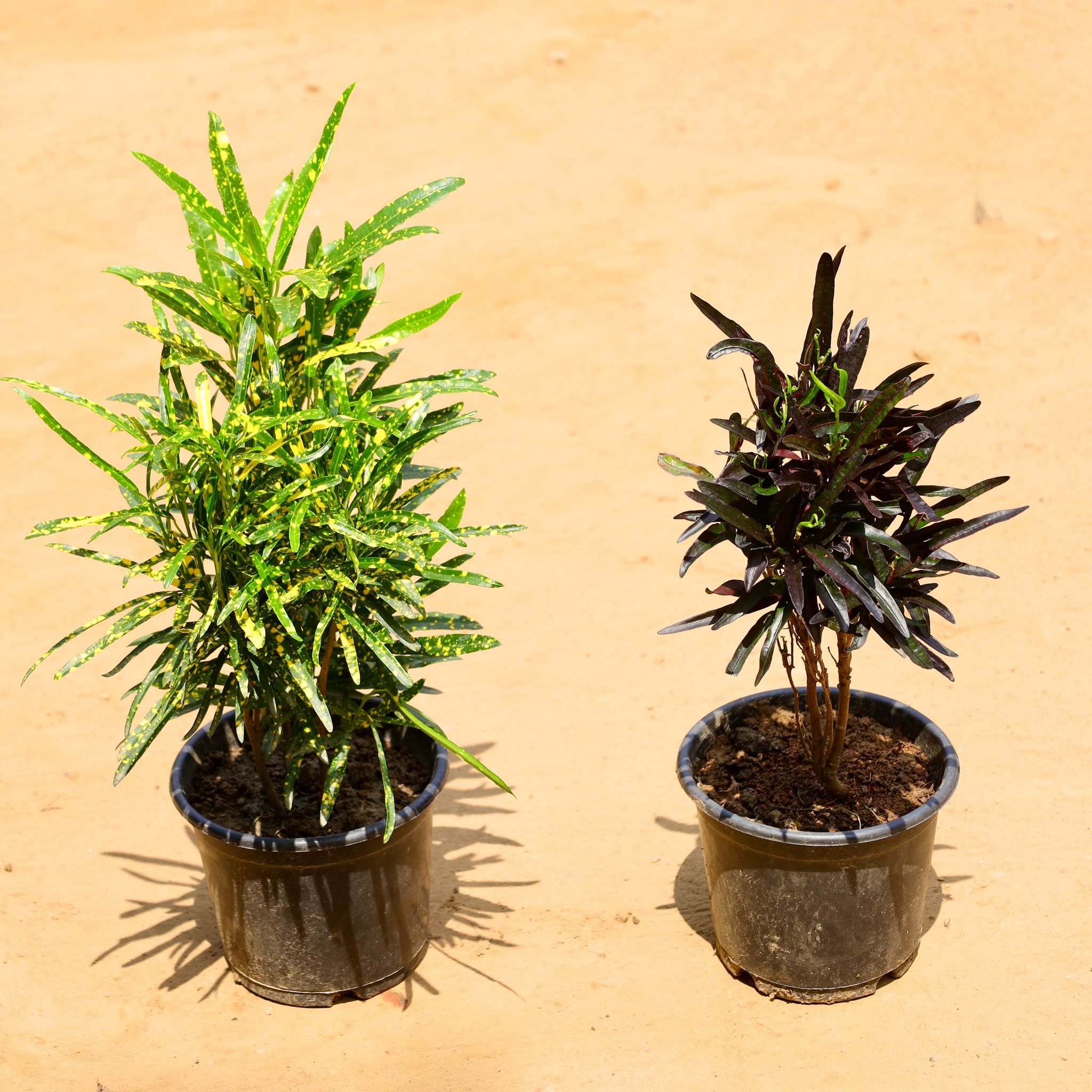 Free Next Day Delivery | Set of 2 - Croton Black & Chironji Croton in 6 ...
