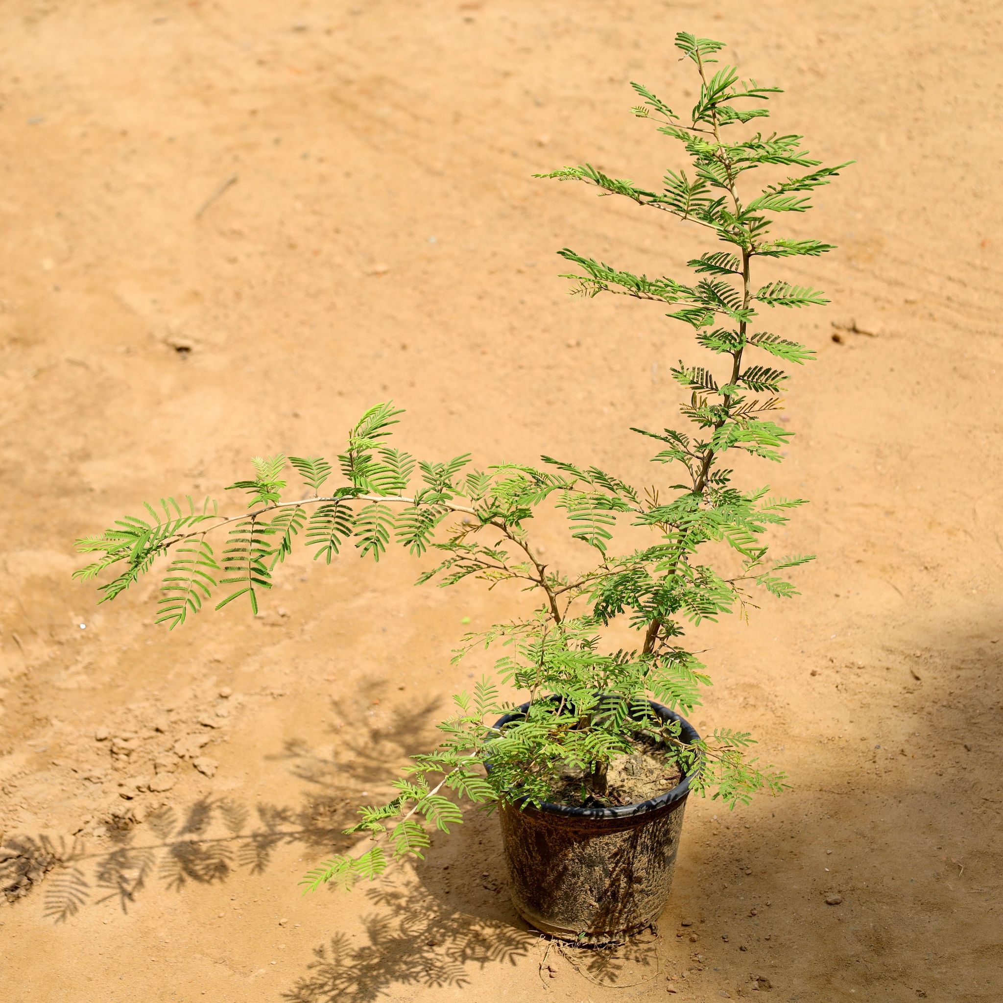 Free Next Day Delivery | Shami Plant in 6 Inch Nursery Pot