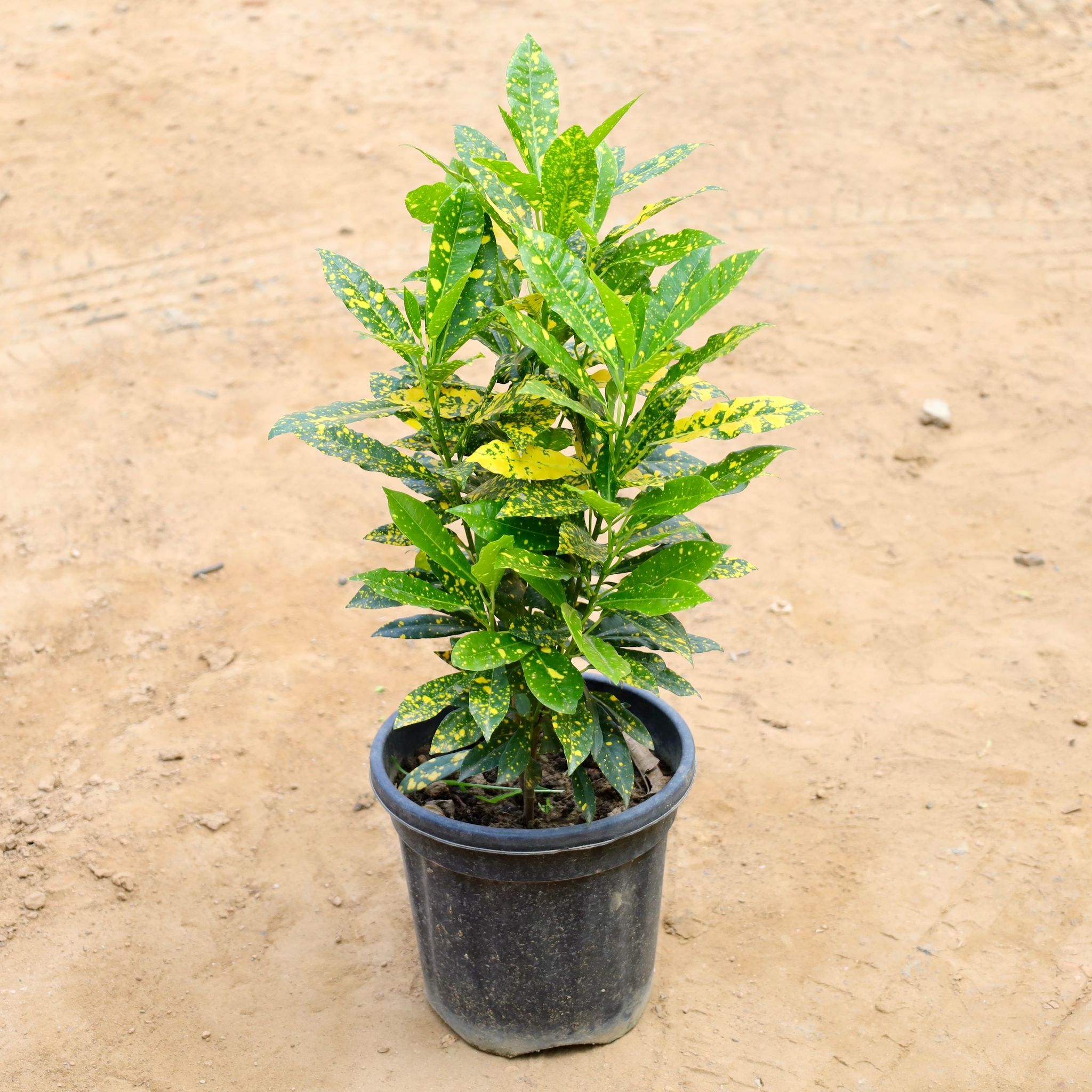 Free Next Day Delivery | Baby Croton in 8 Inch Nursery Pot
