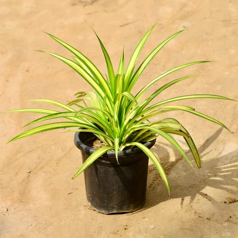 Free Next Day Delivery | Pandanus / Golden Spider in 8 Inch Nursery Pot