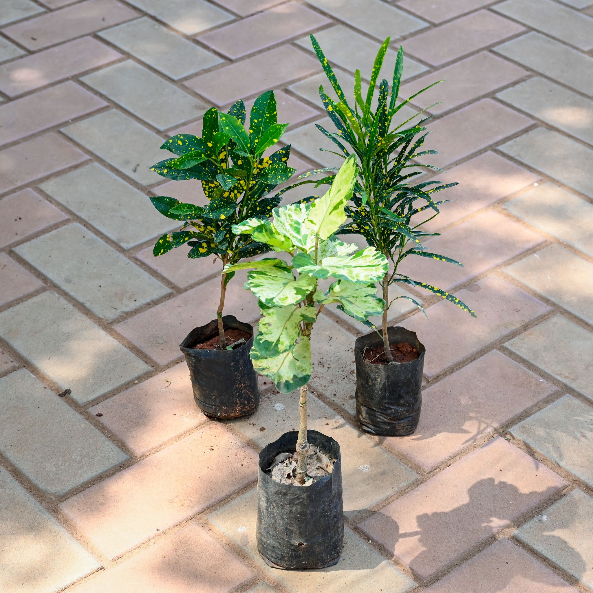 Free Next Day Delivery | Set of 3 - Baby Croton, Baby Croton Small ...