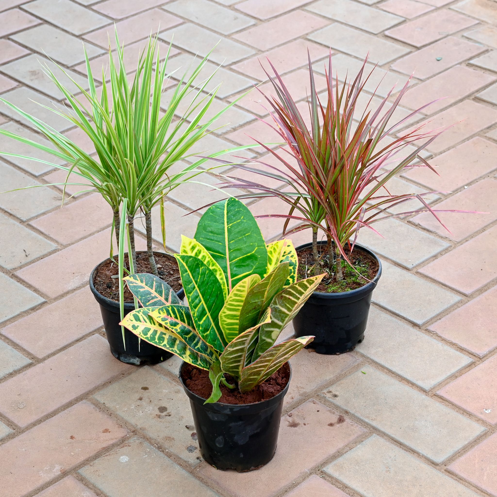 Free Next Day Delivery | Set of 3 - Croton Petra, Dracaena Colorama ...