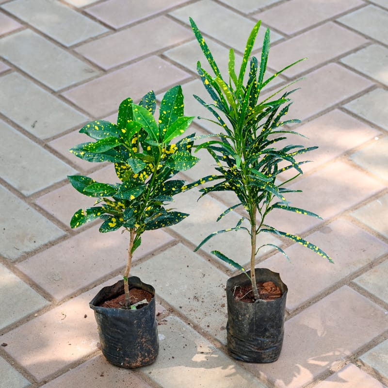 Free Next Day Delivery | Set of 2 - Baby Croton & Baby Croton Small Leaves