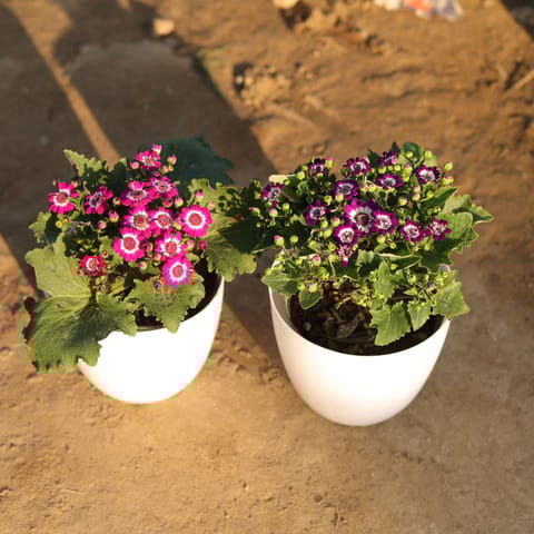 Free Next Day Delivery | Set Of 2 - Cineraria Dwarf (Any Colour) in 6 ...