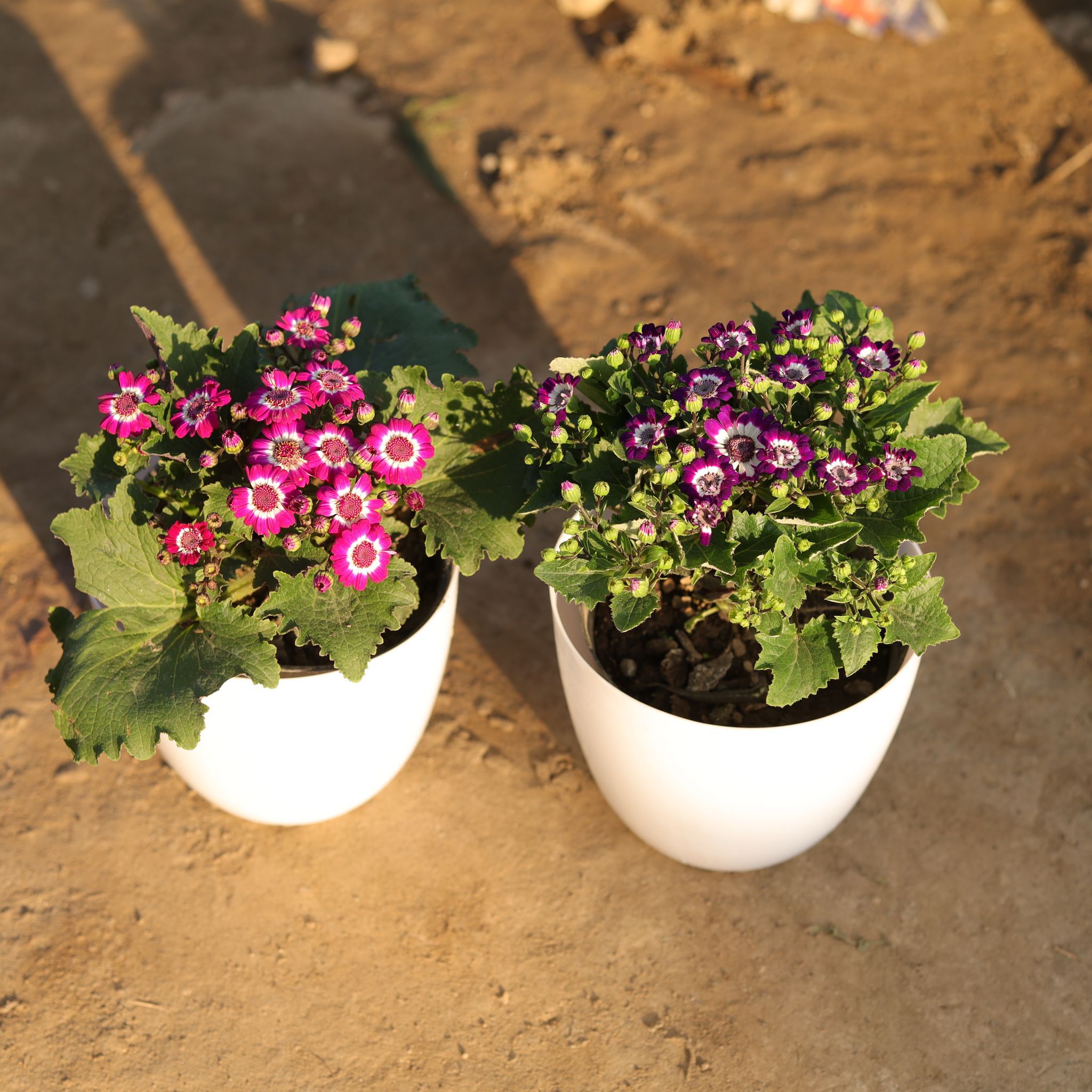 Free Next Day Delivery | Set Of 2 - Cineraria Dwarf (Any Colour) in 6 ...