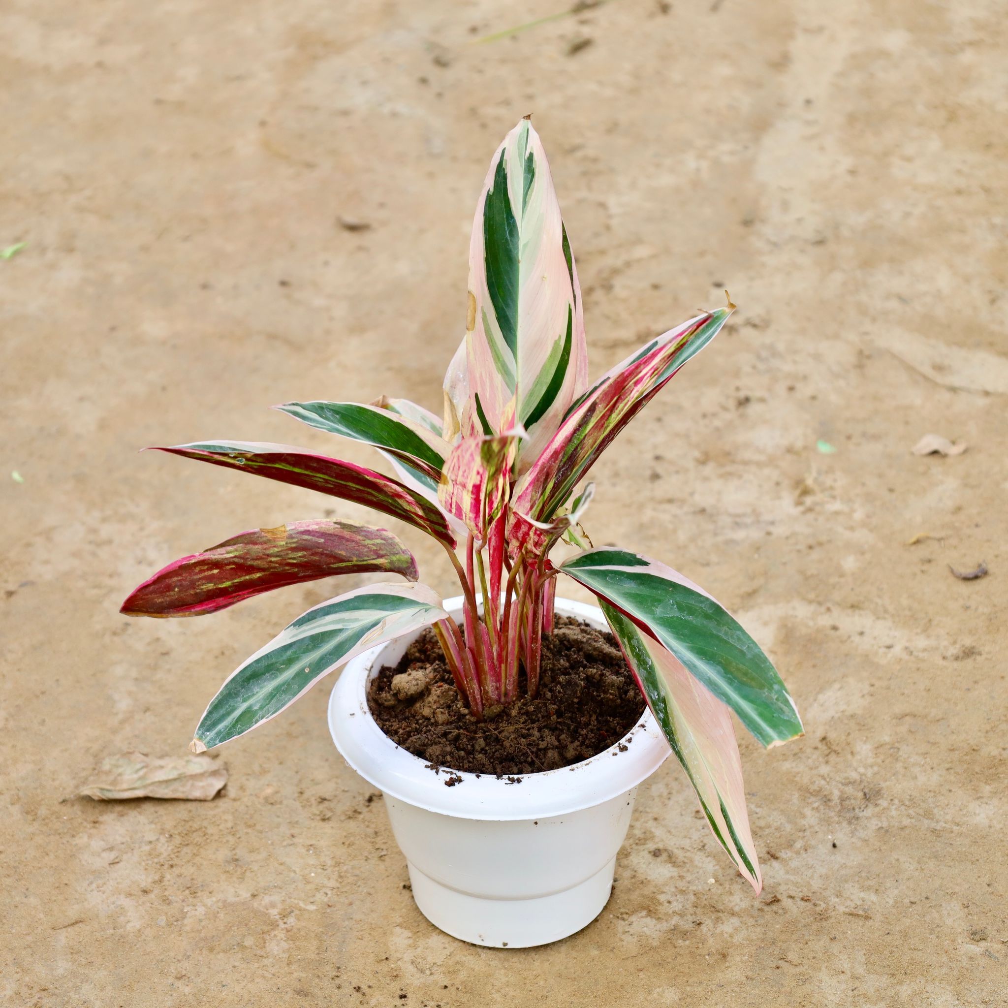 Free Next Day Delivery | Calathea Tricolour in 6 Inch White Classy ...