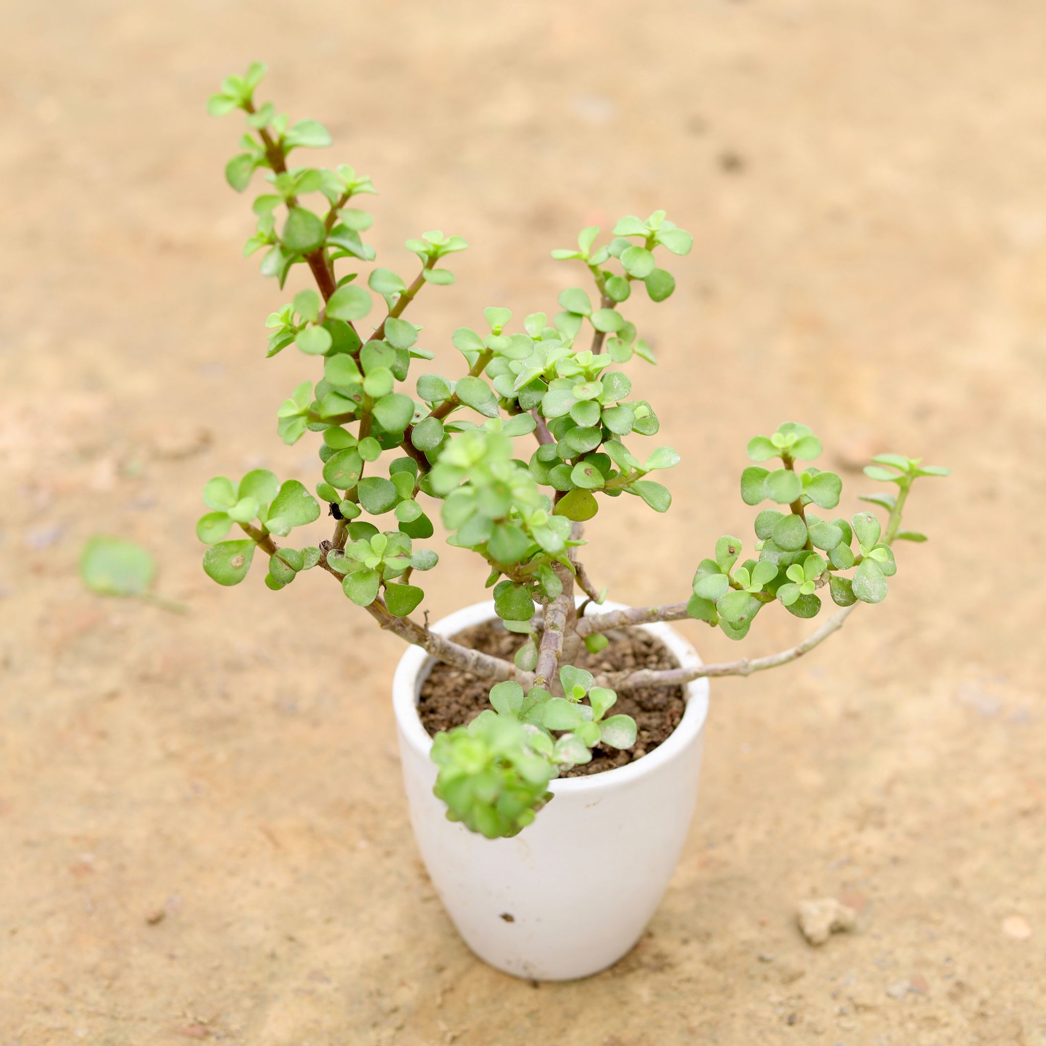 Free Next Day Delivery | Jade in 4 Inch White Classy Cup Ceramic Pot