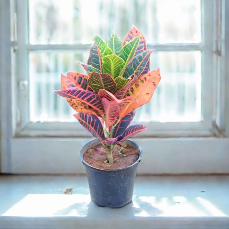 Free Next Day Delivery | Croton Iceland Red in 5 Inch Nursery Pot