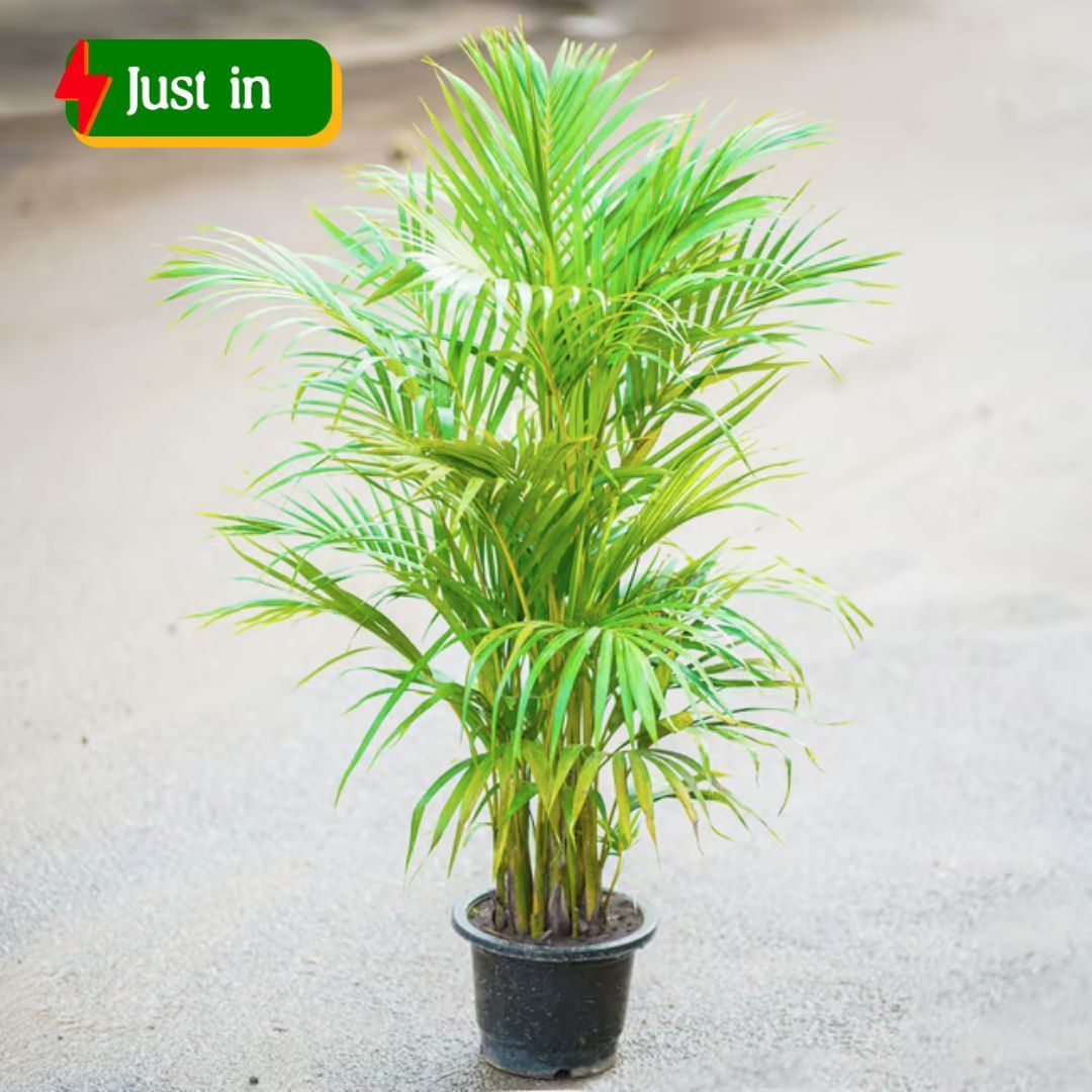 Free Next Day Delivery | Areca Palm in 8 Inch Nursery Pot