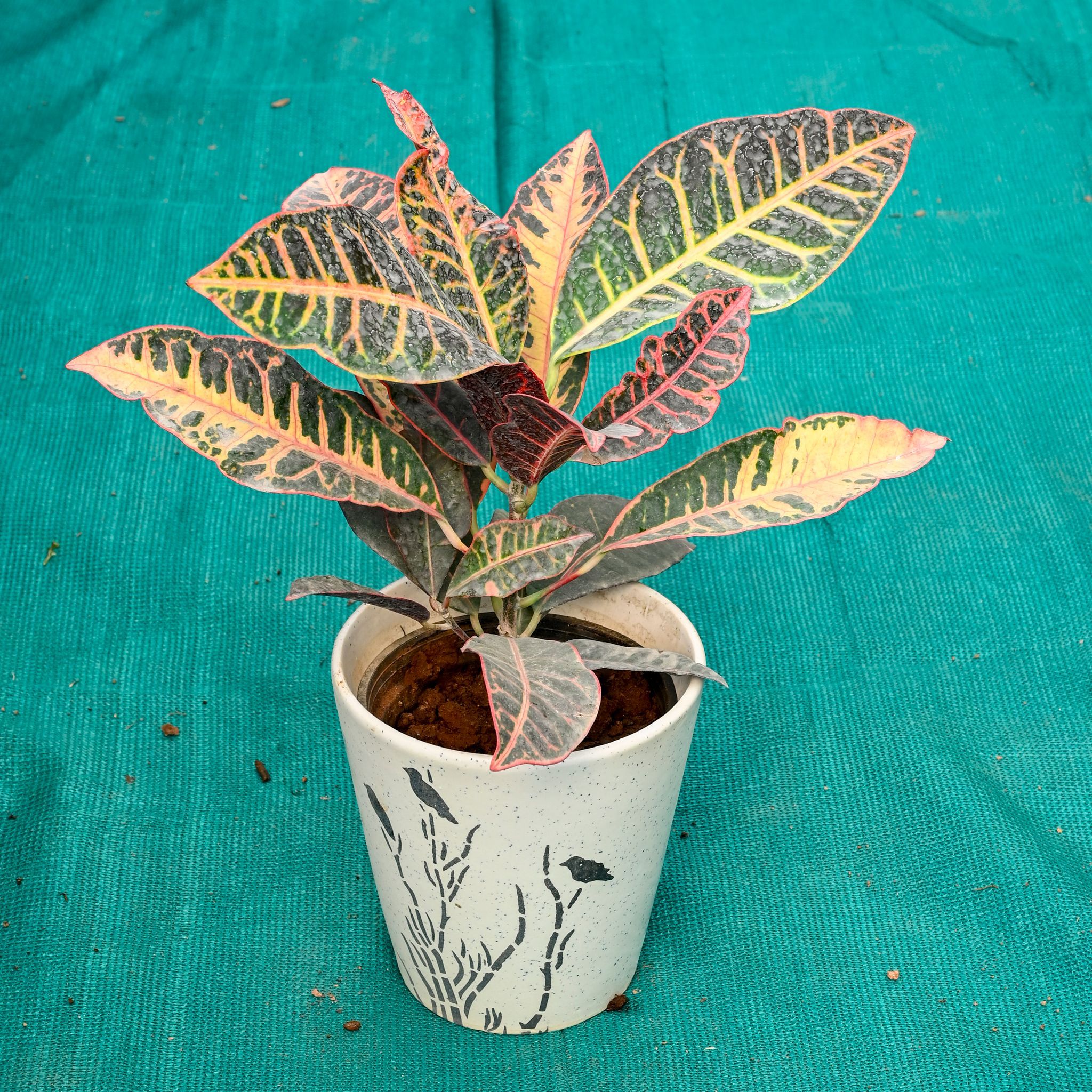 Free Next Day Delivery | Croton Petra in 7 Inch Wild Bloom Cup Style ...