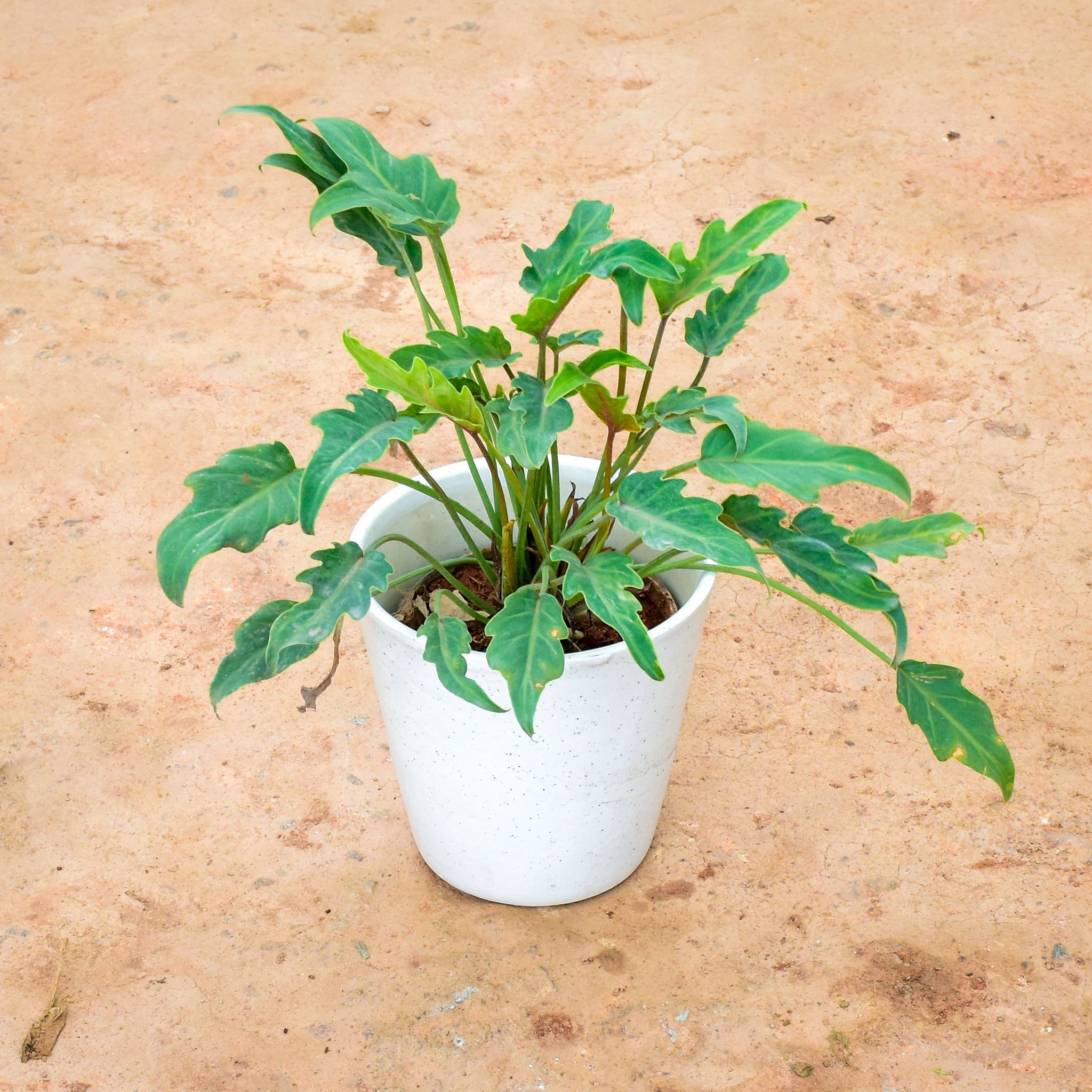 Free Next Day Delivery | Xanadu Green in 9 Inch Balti Ceramic Pot (any ...