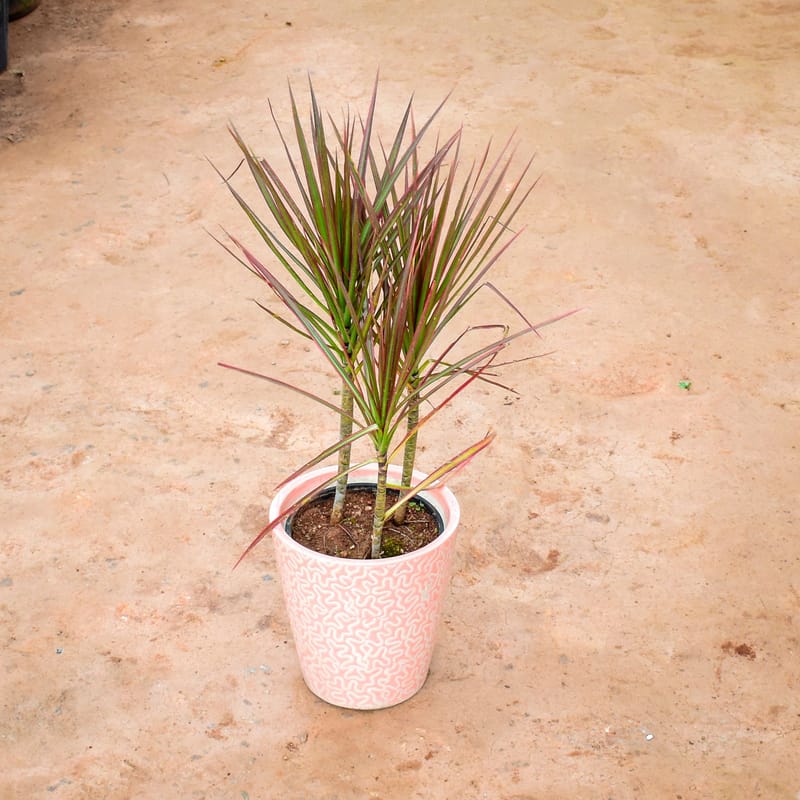 Free Next Day Delivery | Dracaena Colorama Red in 8 Inch Balti Ceramic ...