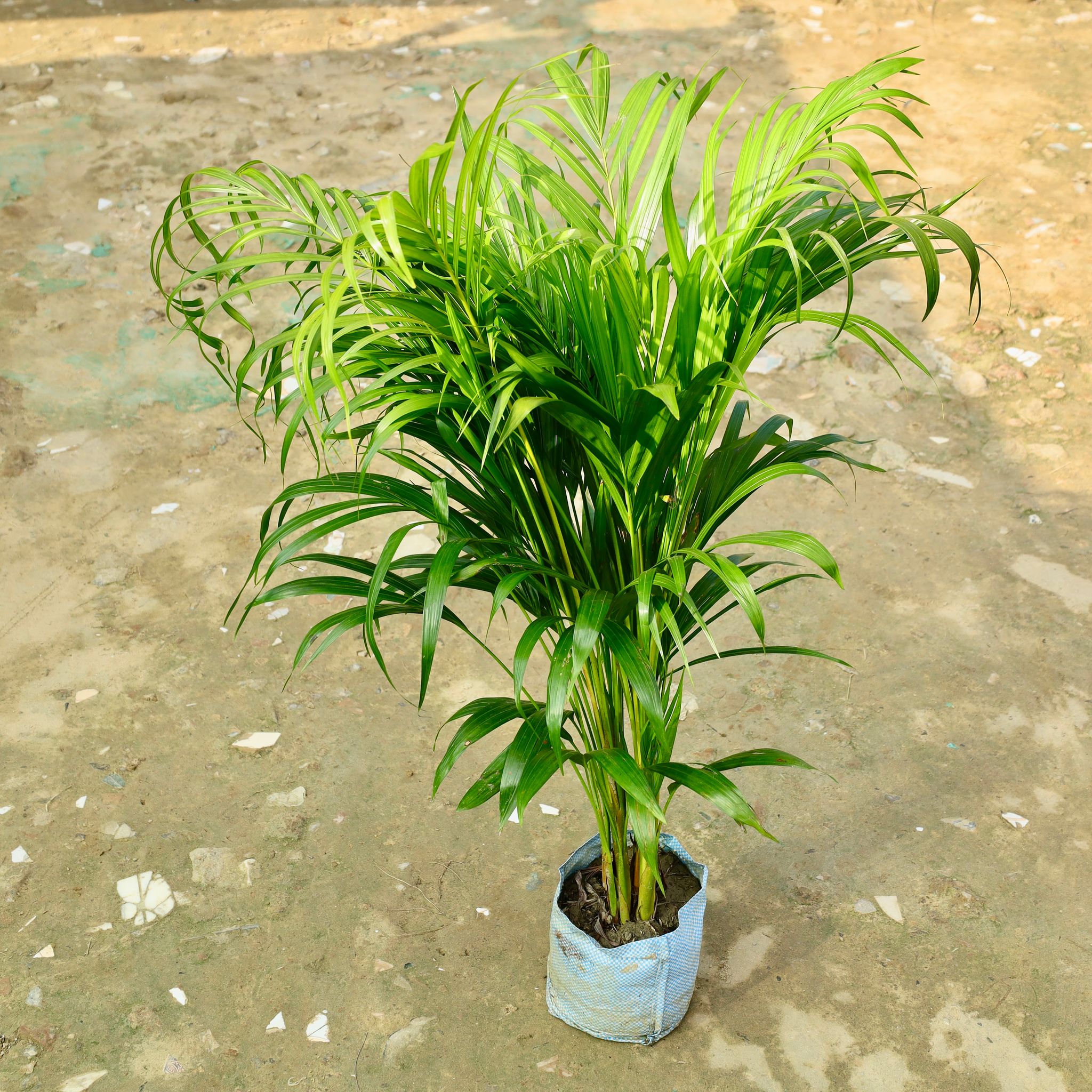 Free Next Day Delivery | Areca Palm (2.5 Ft) in 6 Inch Nursery Bag