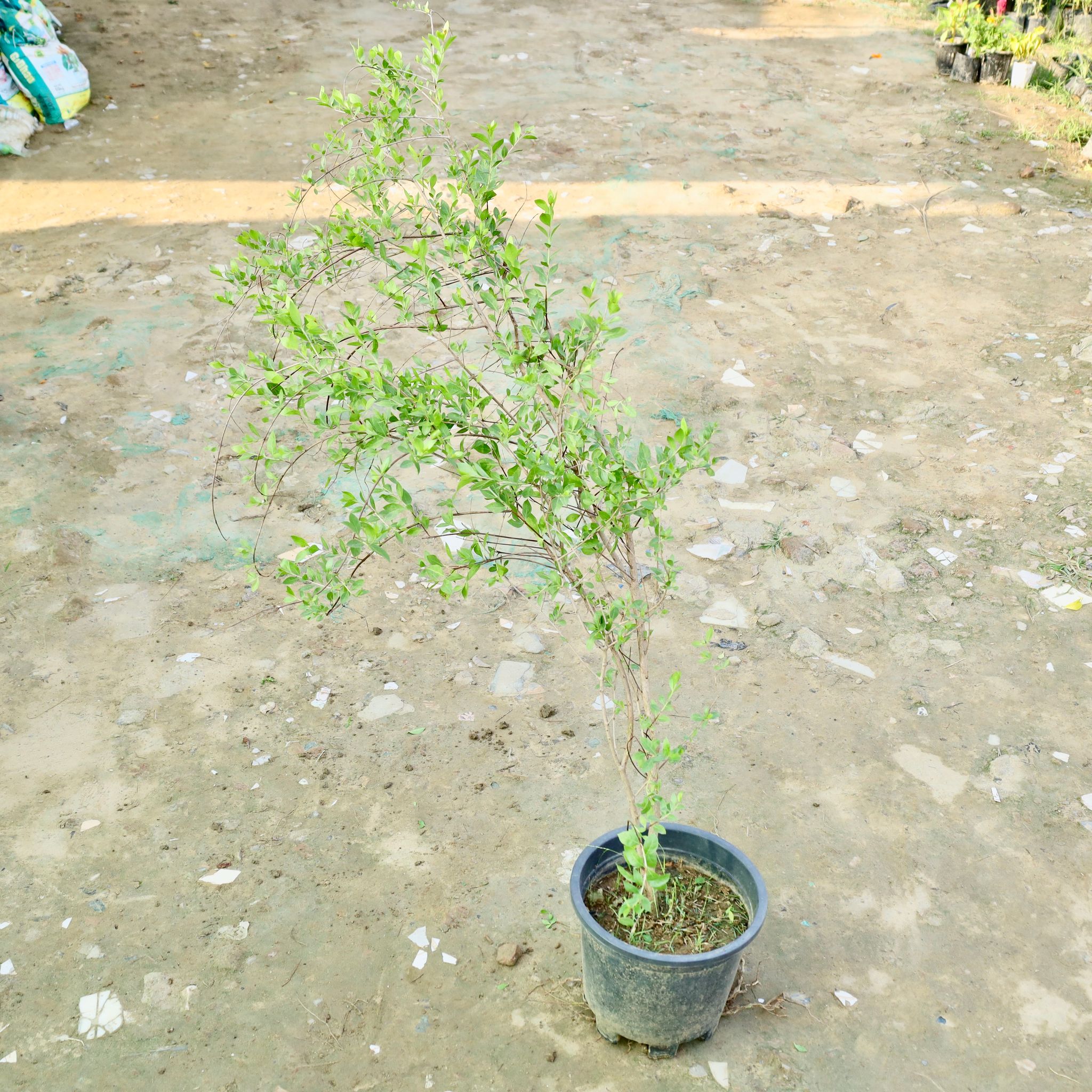 Free Next Day Delivery | Mehandi / Henna Plant in 10 Inch Nursery Pot