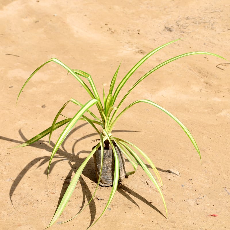 Free Next Day Delivery | Spider variegated in 4 Inch Nursery Bag