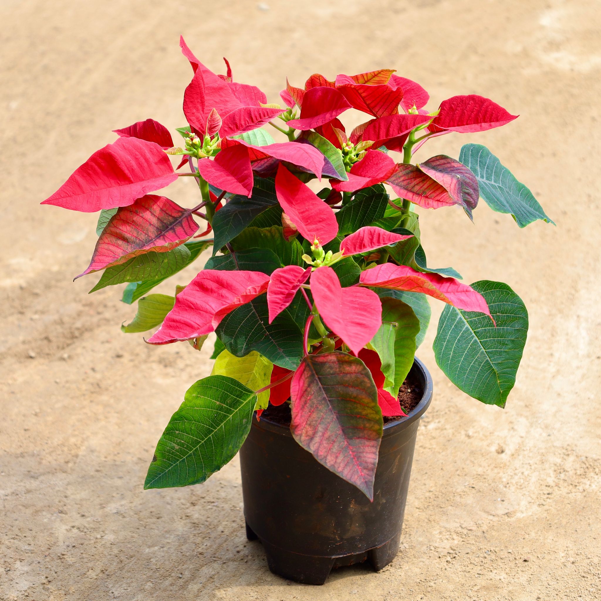 Free Next Day Delivery | Poinsettia / Christmas Flower Red in 6 Inch ...