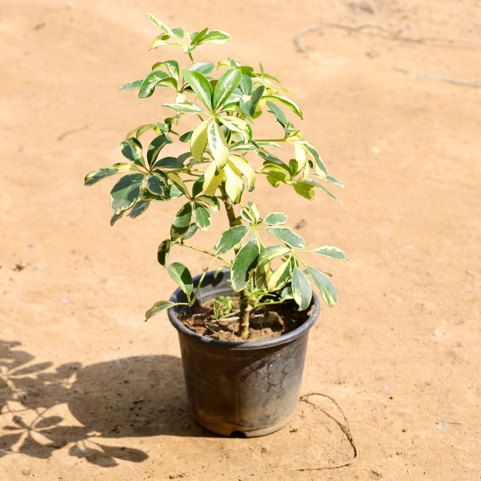 Free Next Day Delivery | Schefflera Variegated in 6 Inch Nursery Pot