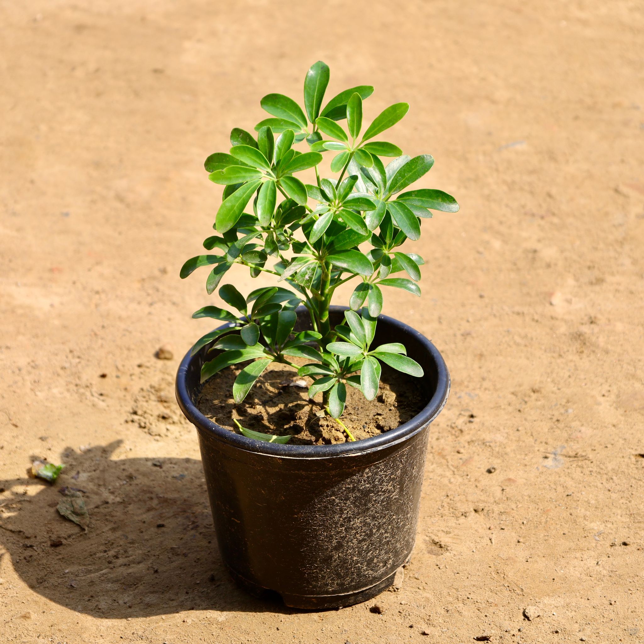 Free Next Day Delivery |Schefflera Green in 4 Inch Nursery Pot