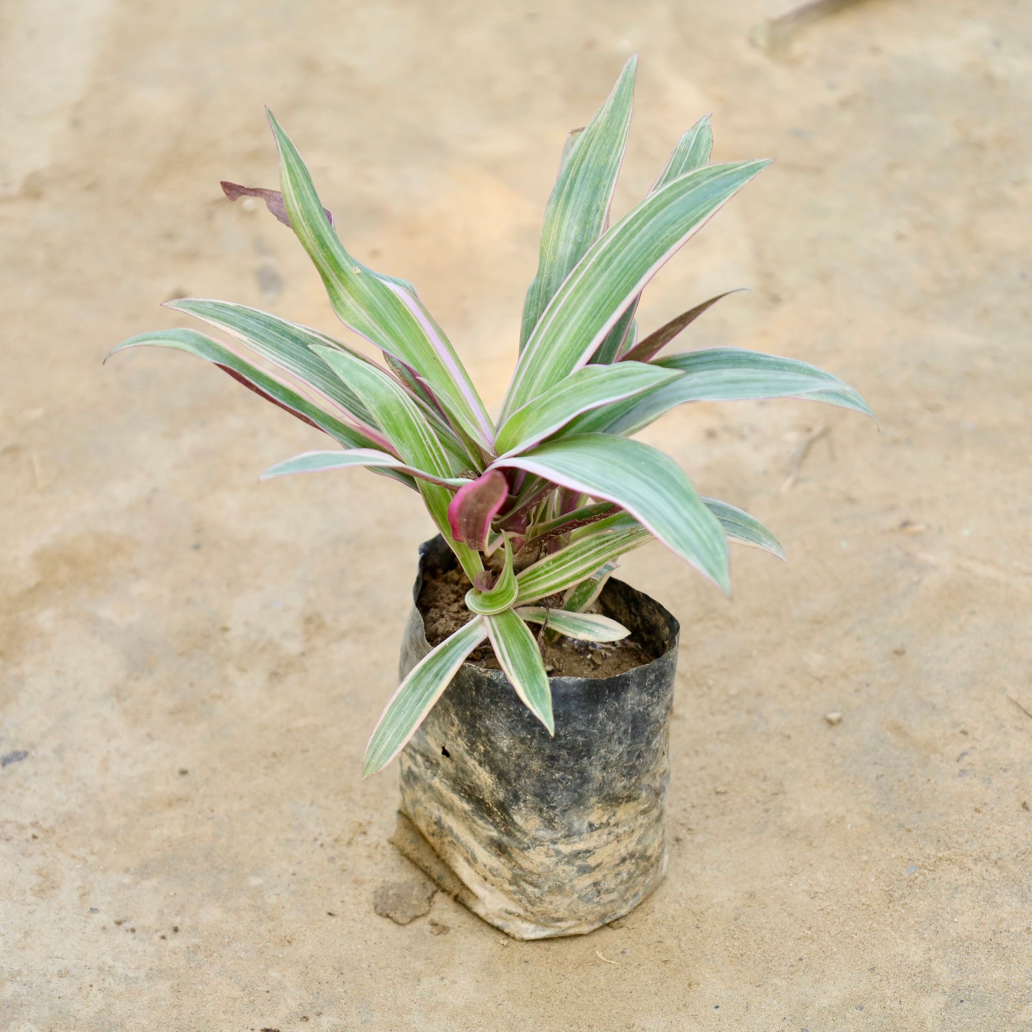 Free Next Day Delivery | Rhoeo / Durangi Variegated (Any Colour) in 4 ...