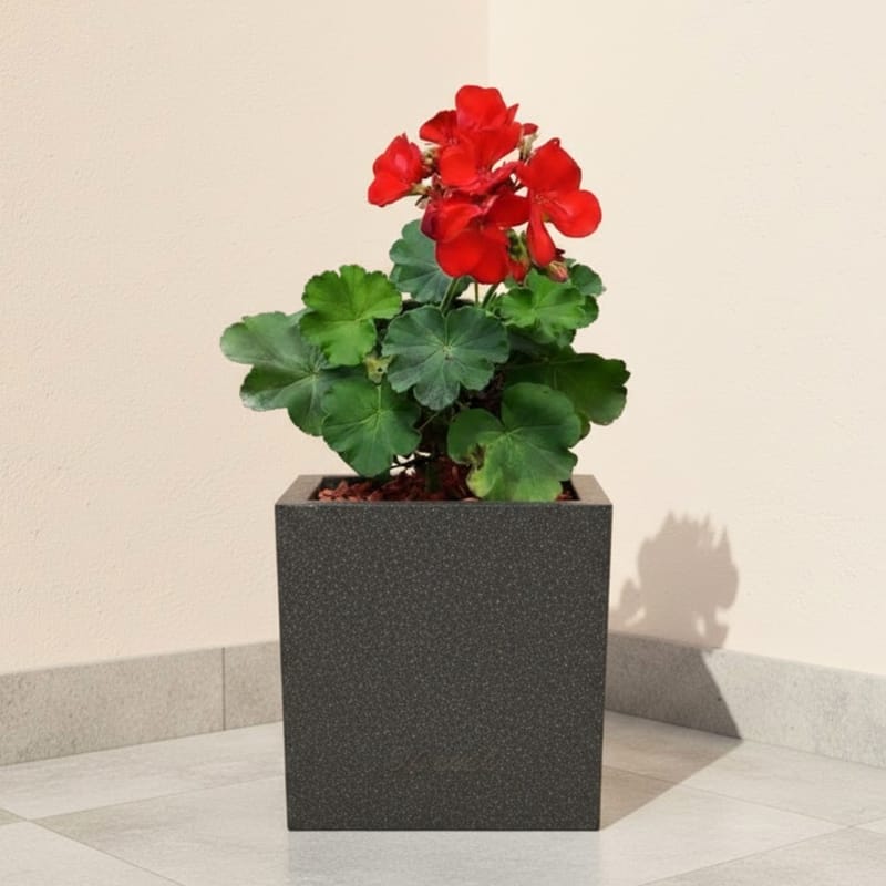 Free Next Day Delivery | Geranium Red ( ~ 1 Ft) in 8 X 8 Inch Grey ...