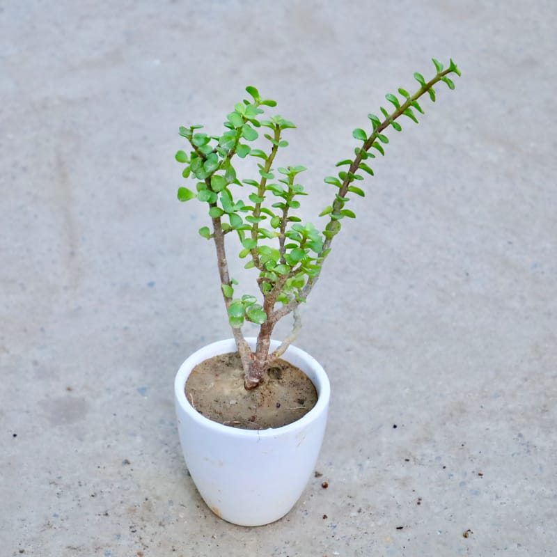 Free Next Day Delivery | Jade In 4 Inch Ceramic Pot