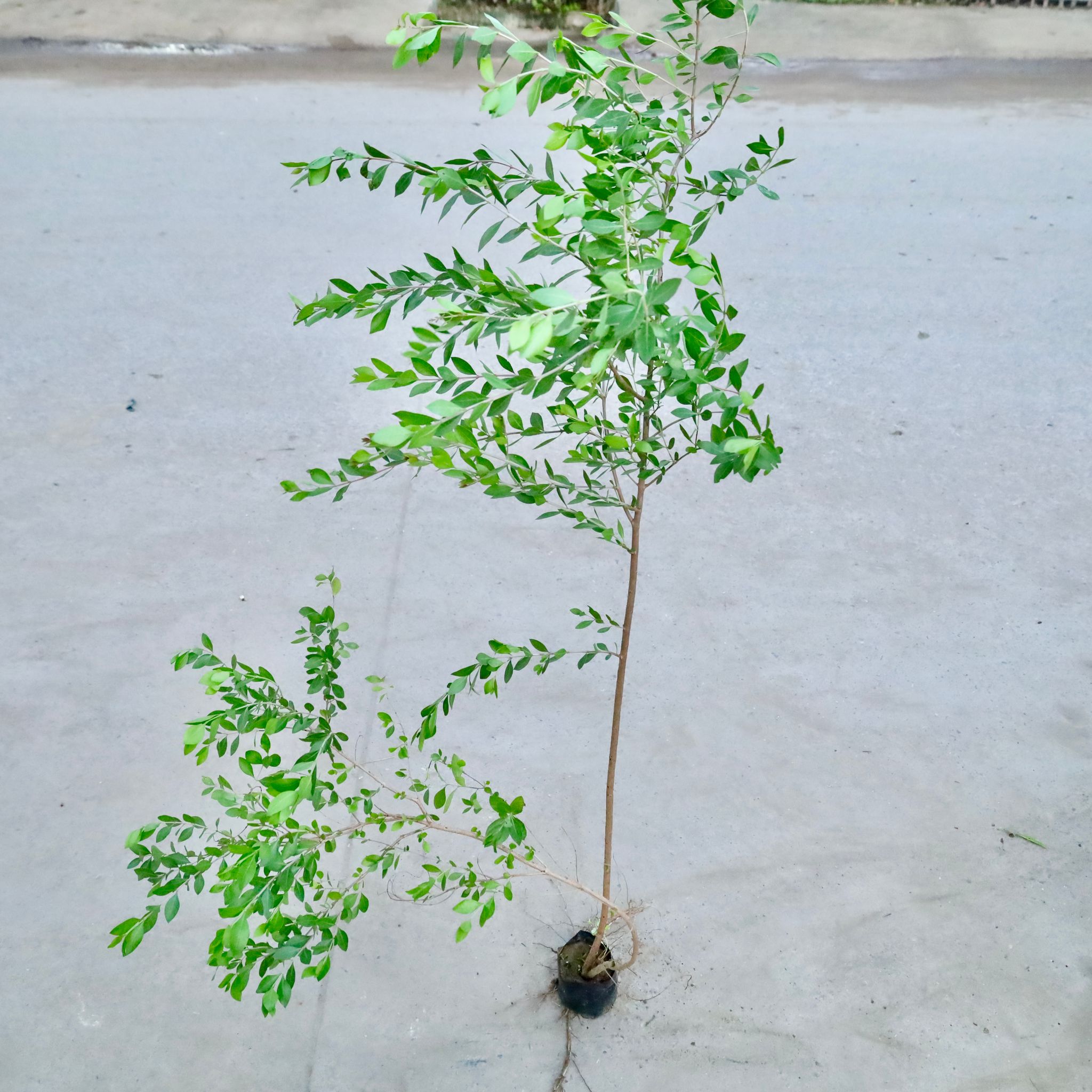 Free Next Day Delivery | Mehandi / Henna Plant In 5 Inch Nursery Bag
