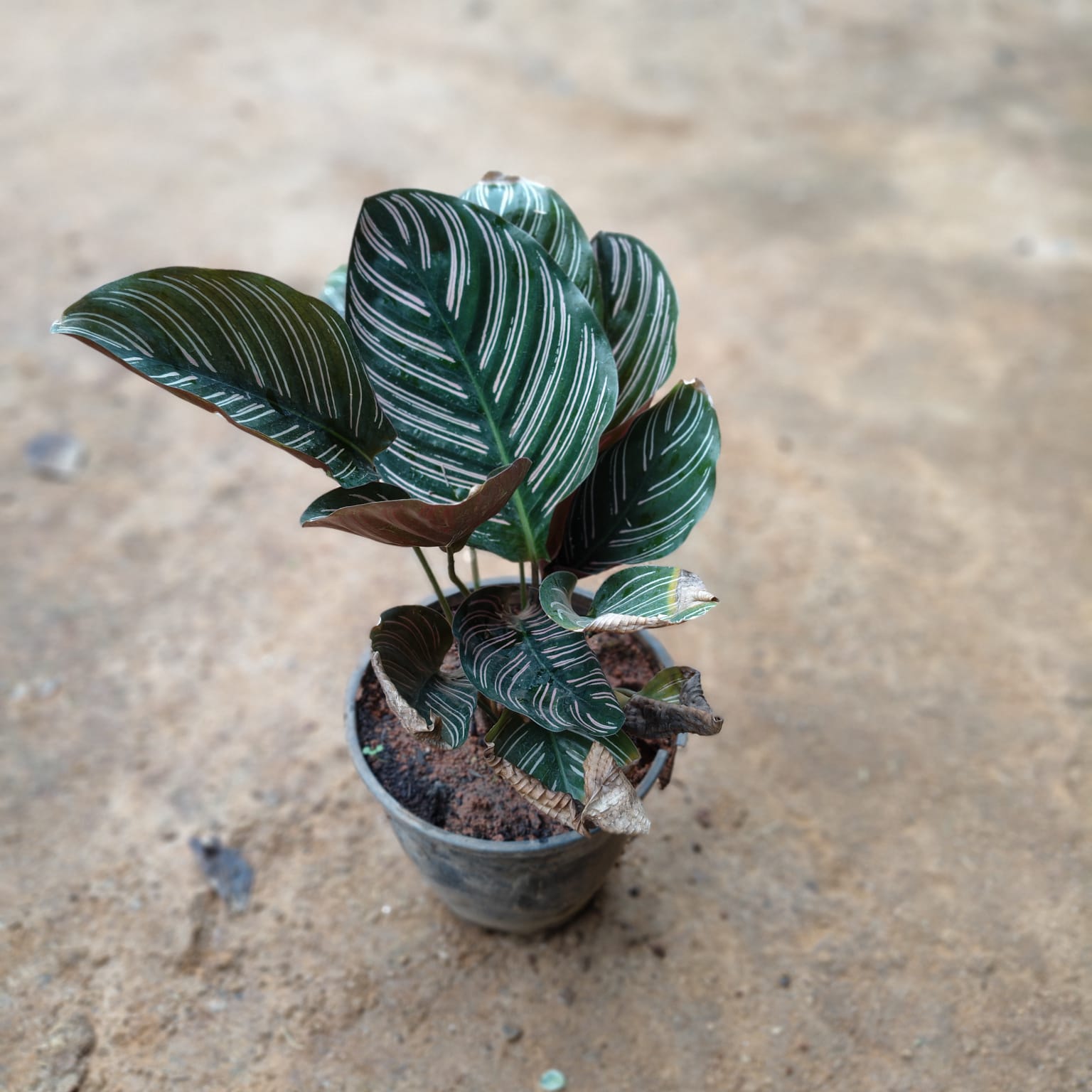 Free Next Day Delivery | Calathea Maranta / Prayer Plant in 5 Inch ...