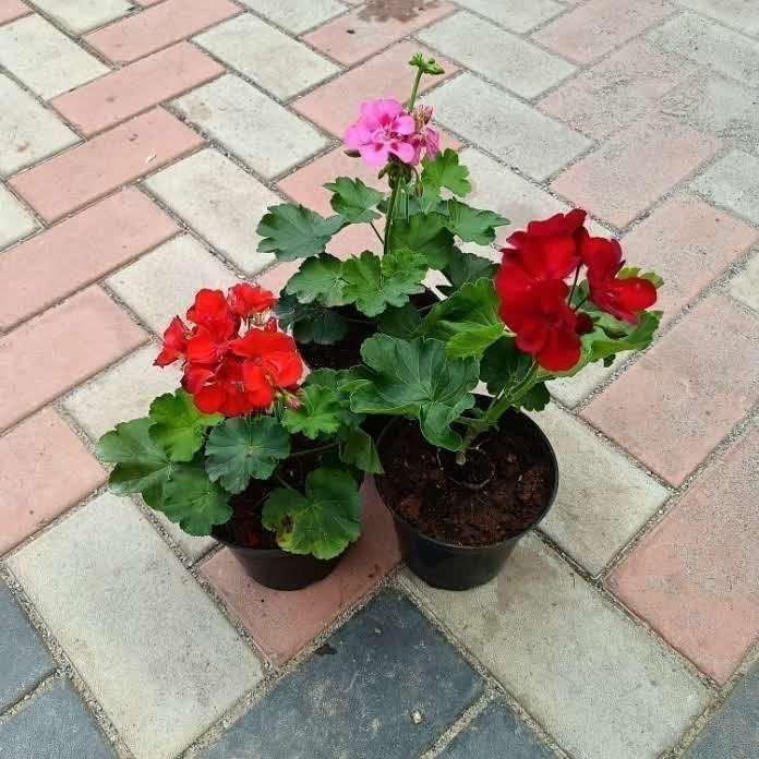 Free Next Day Delivery | Set of 3 - Geranium (Red, Light & Dark Pink ...