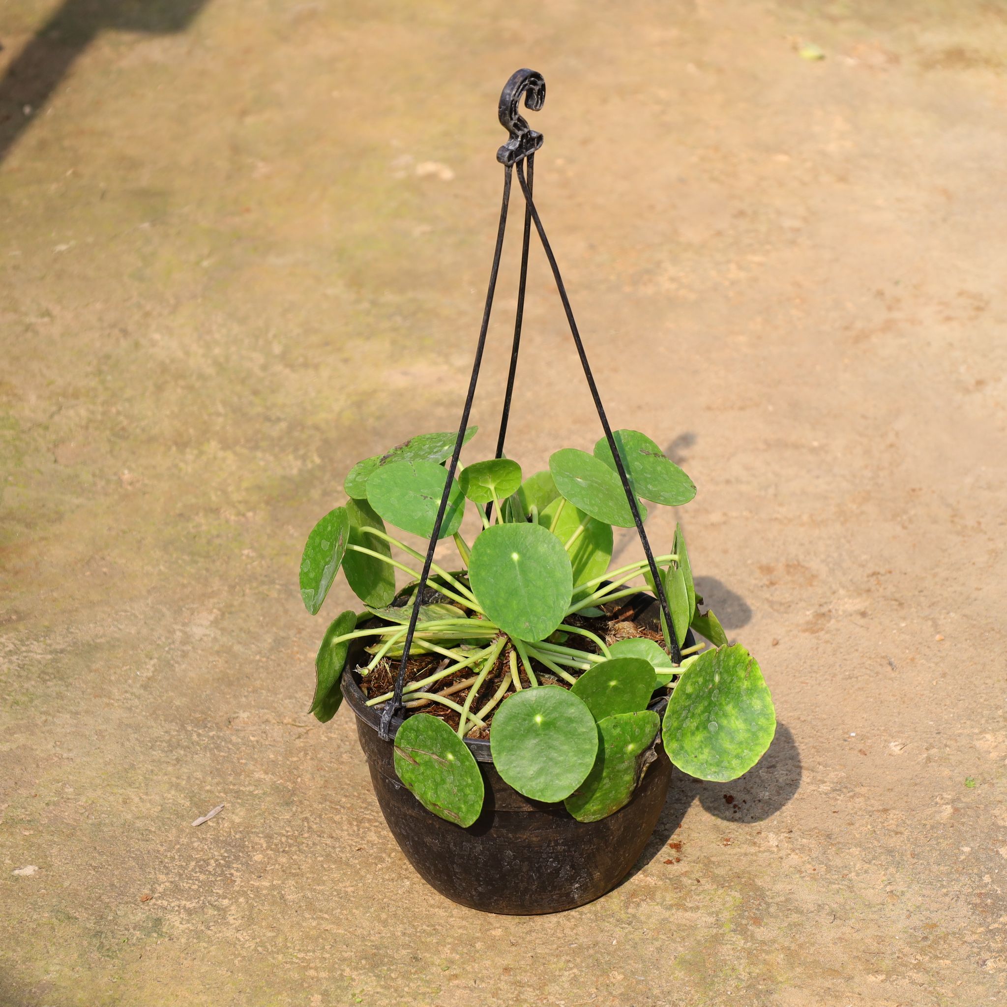 Free Next Day Delivery | Brahmi Dollar / Pennywort / Coin Plant In 6 ...