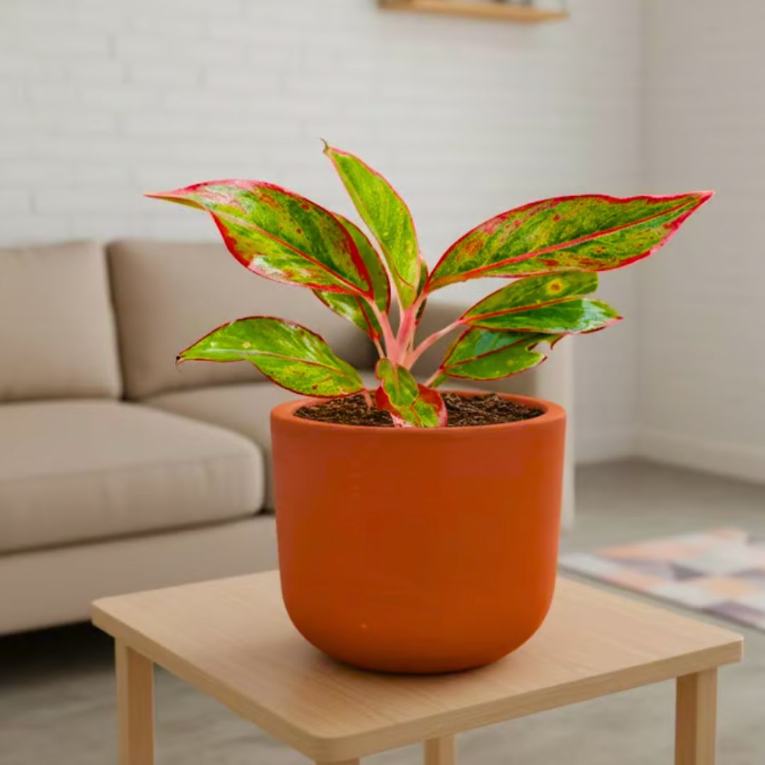 Free Next Day Delivery | Aglaonema Lipstick in 4 inch Aaroh U-Pipe Maati Pot ? Modern Curved ...