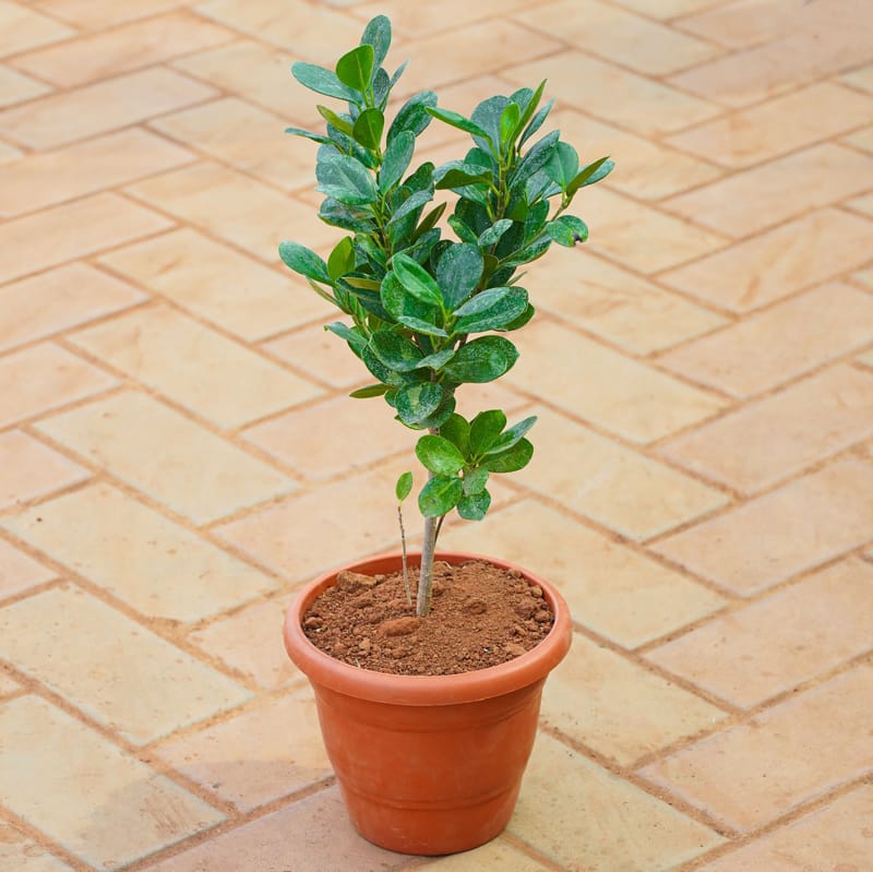 Free Next Day Delivery | Panda Ficus in 7 Inch Red Classy Plastic Pot