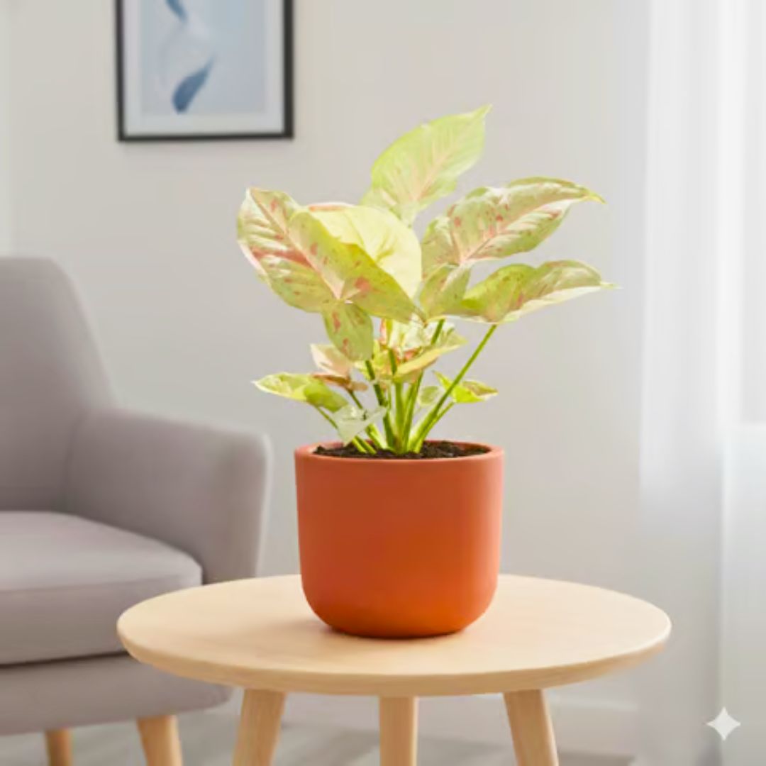 Free Next Day Delivery | Syngonium Candyfloss in 4 inch Aaroh U-Pipe Maati Pot ? Modern Curved ...