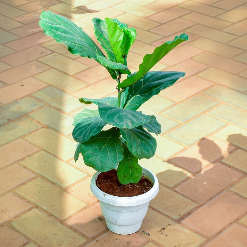 Free Next Day Delivery | Fiddle Leaf Fig / Ficus Lyrata Plant (~ 1.5 Ft ...