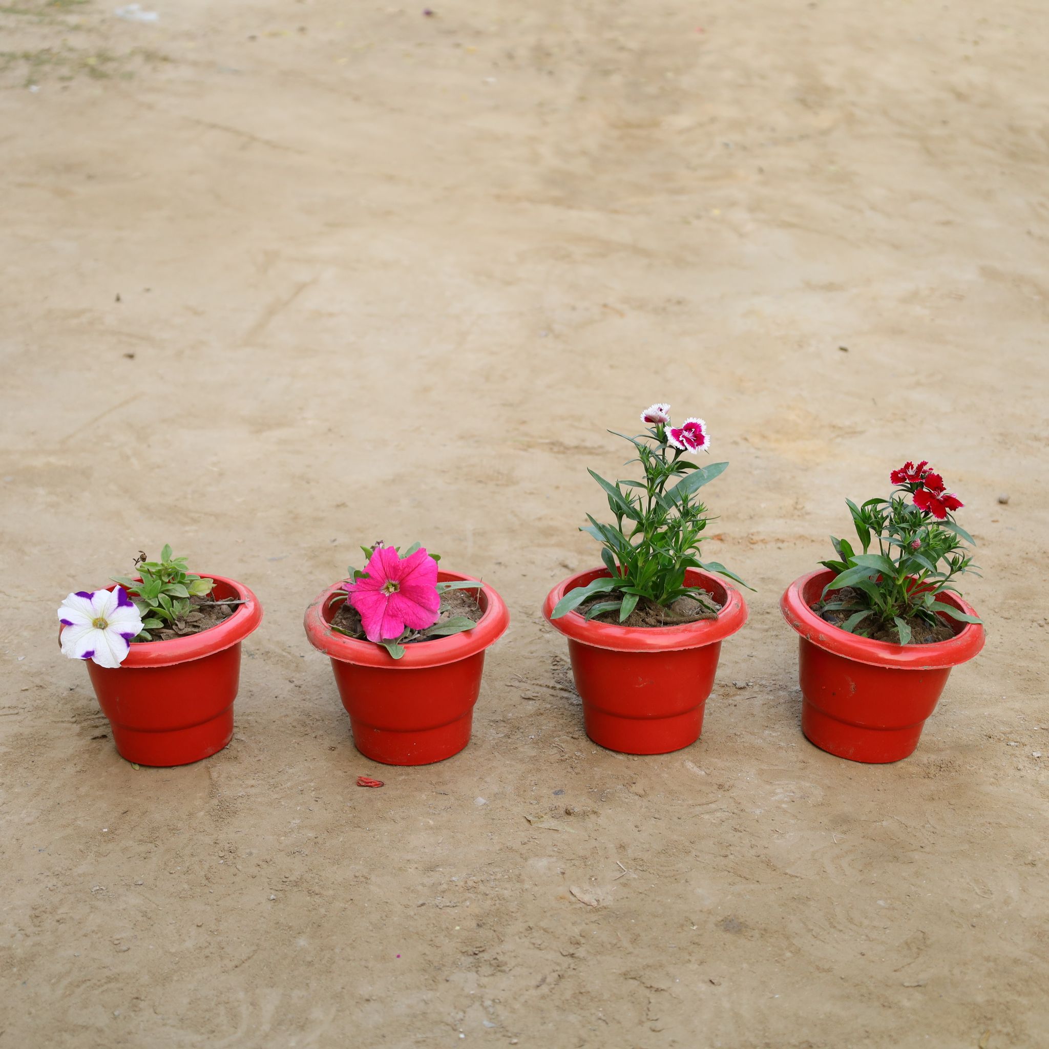 Free Next Day Delivery | Set Of 4 - Dianthus & Petunia (Any Colour) in ...
