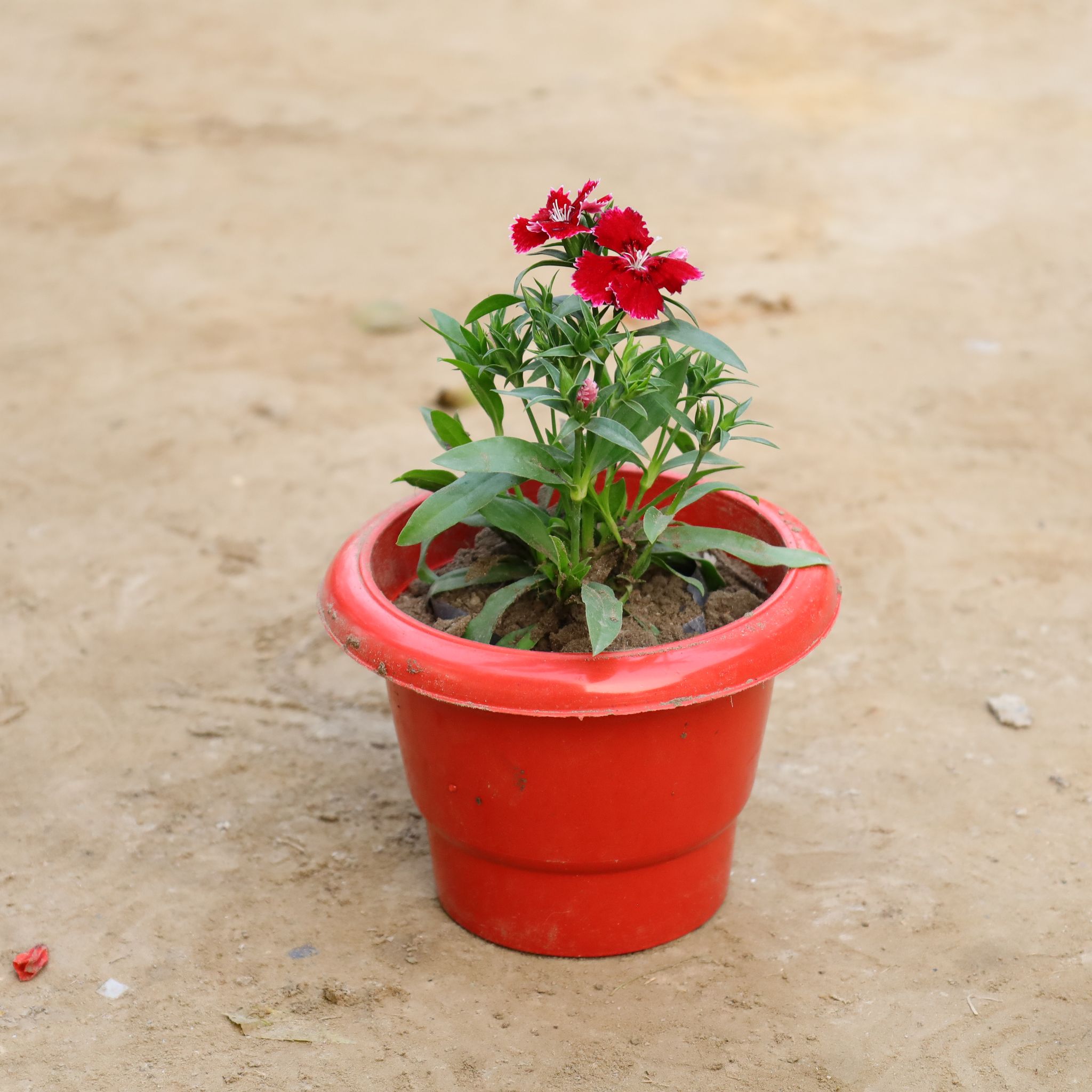 Free Next Day Delivery | Dianthus (Any Colour) in 6 Inch Classy Red ...