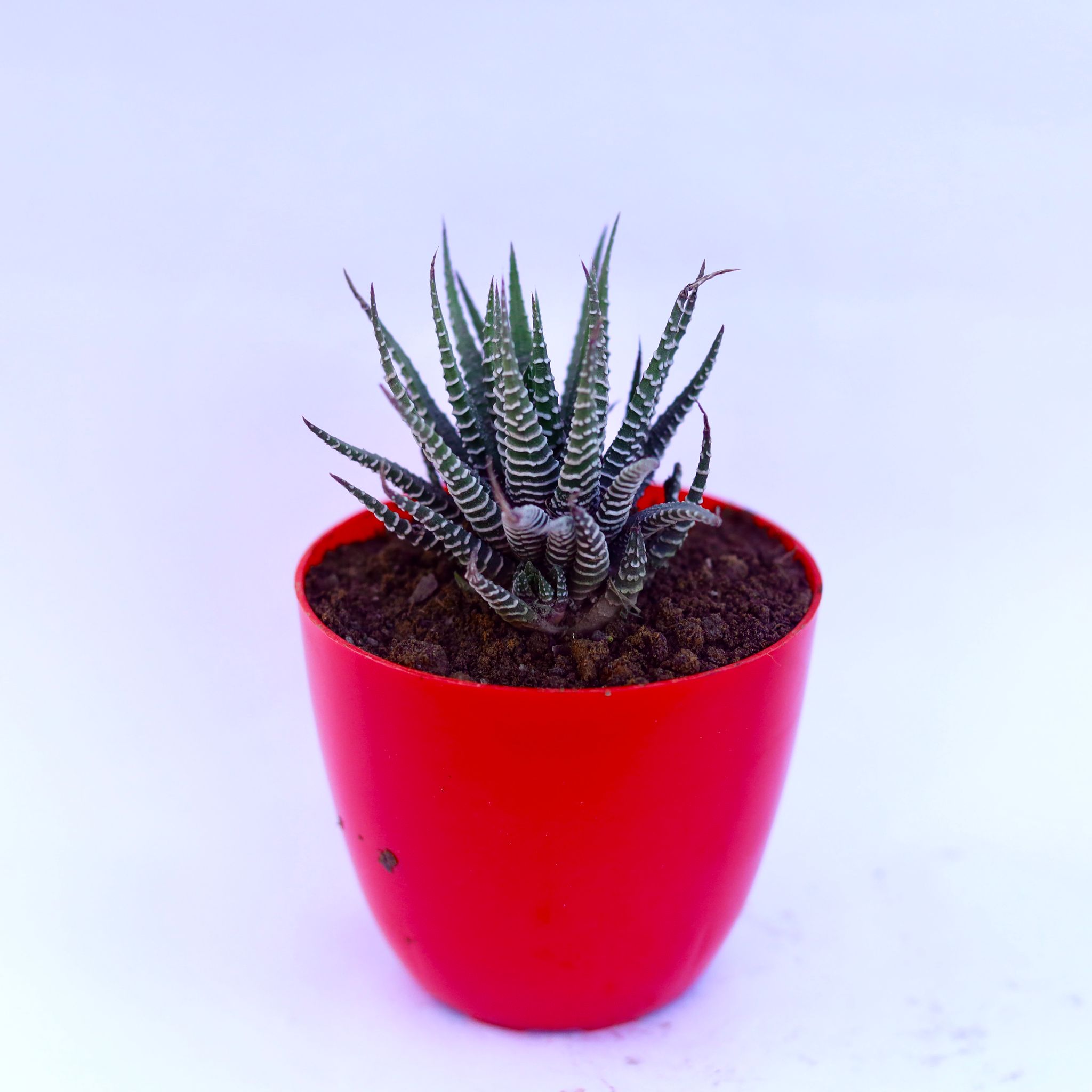Free Next Day Delivery | Haworthia Zebrina in 6 Inch Red Premium Orchid ...