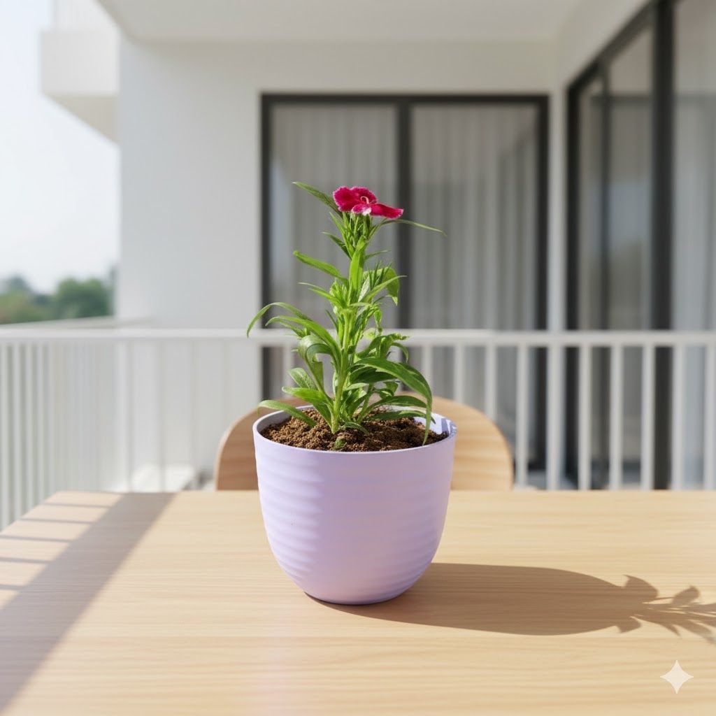 Free Next Day Delivery | Dianthus (any colour) in 4 Inch Purple Avora ...