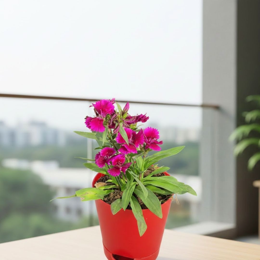 Free Next Day Delivery | Dianthus (any colour) in 4 Inch Red Florence ...
