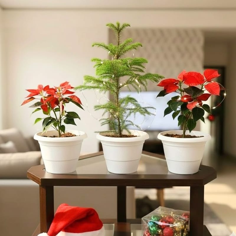 Two Poinsettias / Christmas Flower Red & One Araucaria / Christmas Tree ...