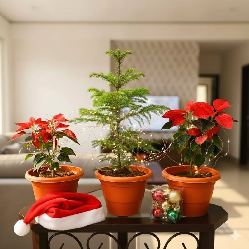 Two Poinsettias / Christmas Flower Red & One Araucaria / Christmas Tree ...