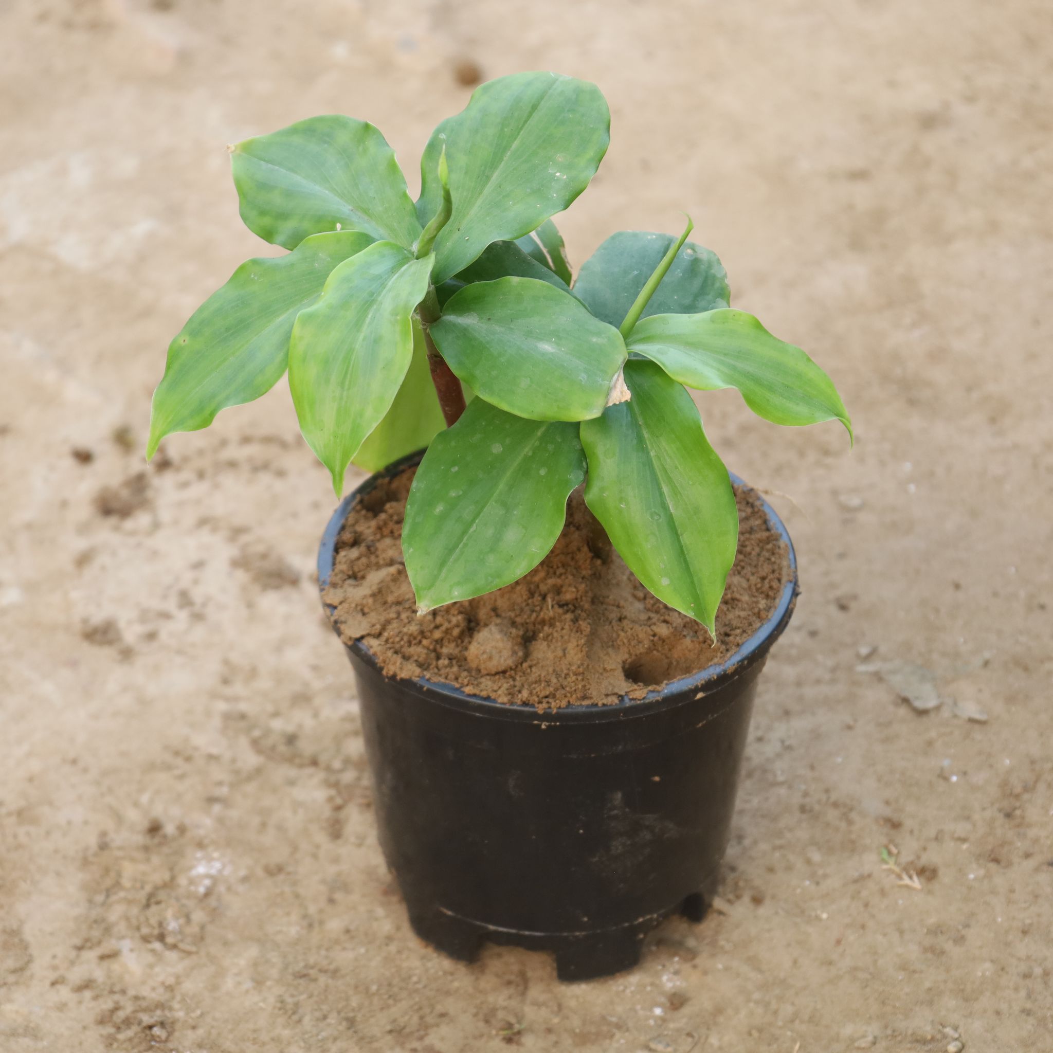 Free Next Day Delivery | Insulin Plant in 6 Inch Nursery Pot