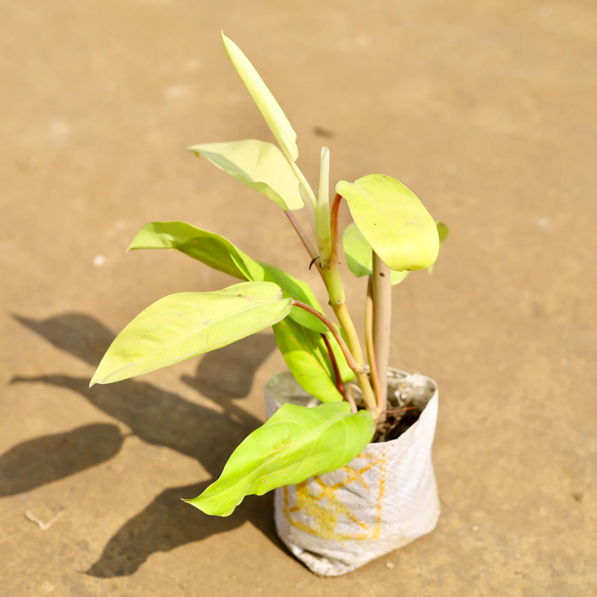 Free Next Day Delivery | Philodendron MoonShine in 4 inch Nursery Bag