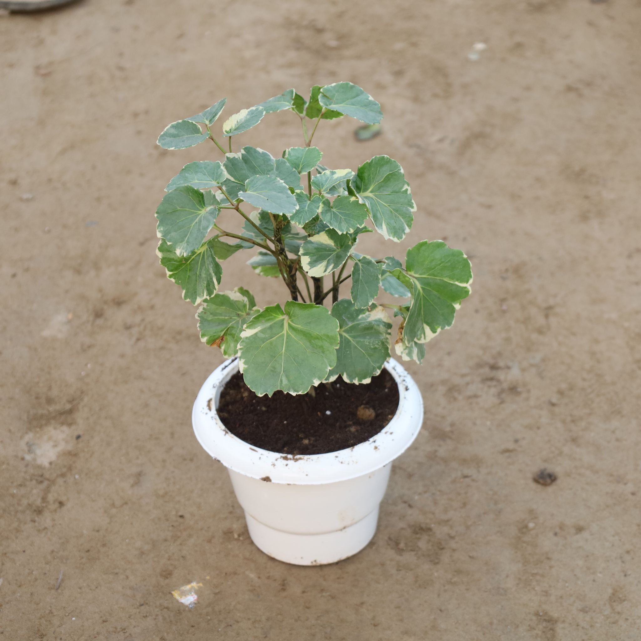 Free Next Day Delivery | Aralia Apple Leaf variegated in 6 Inch White ...