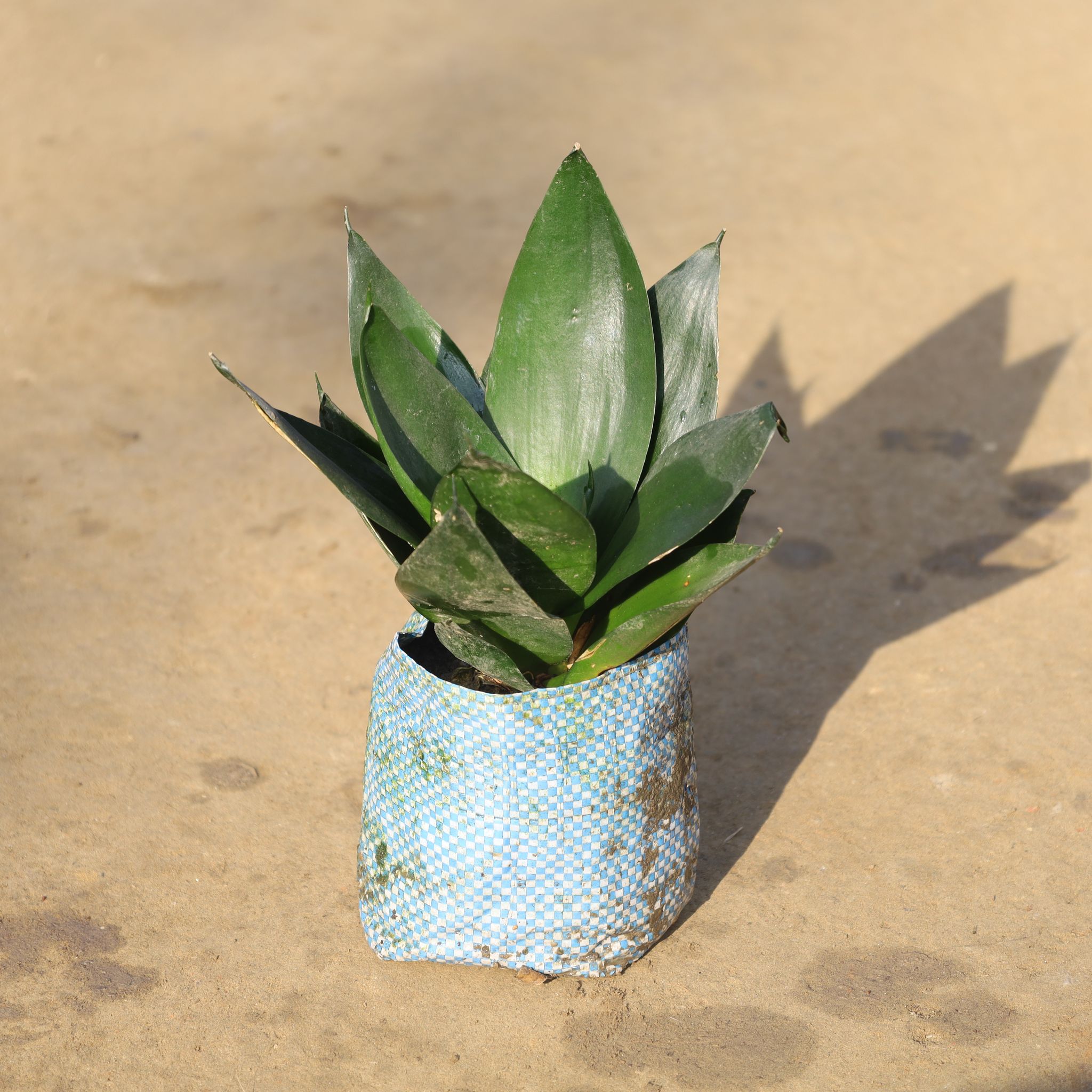 Free Next Day Delivery | Snake Dwarf Dark Green in 4 Inch Nursery Bag