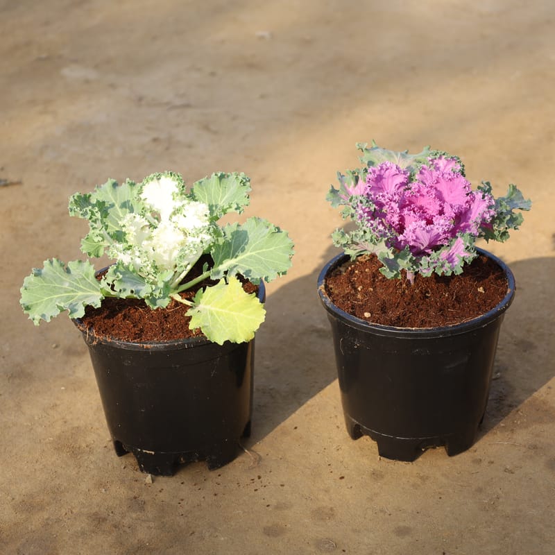 Free Next Day Delivery | Set of 2 - Kale (white & purple) in 6 Inch ...
