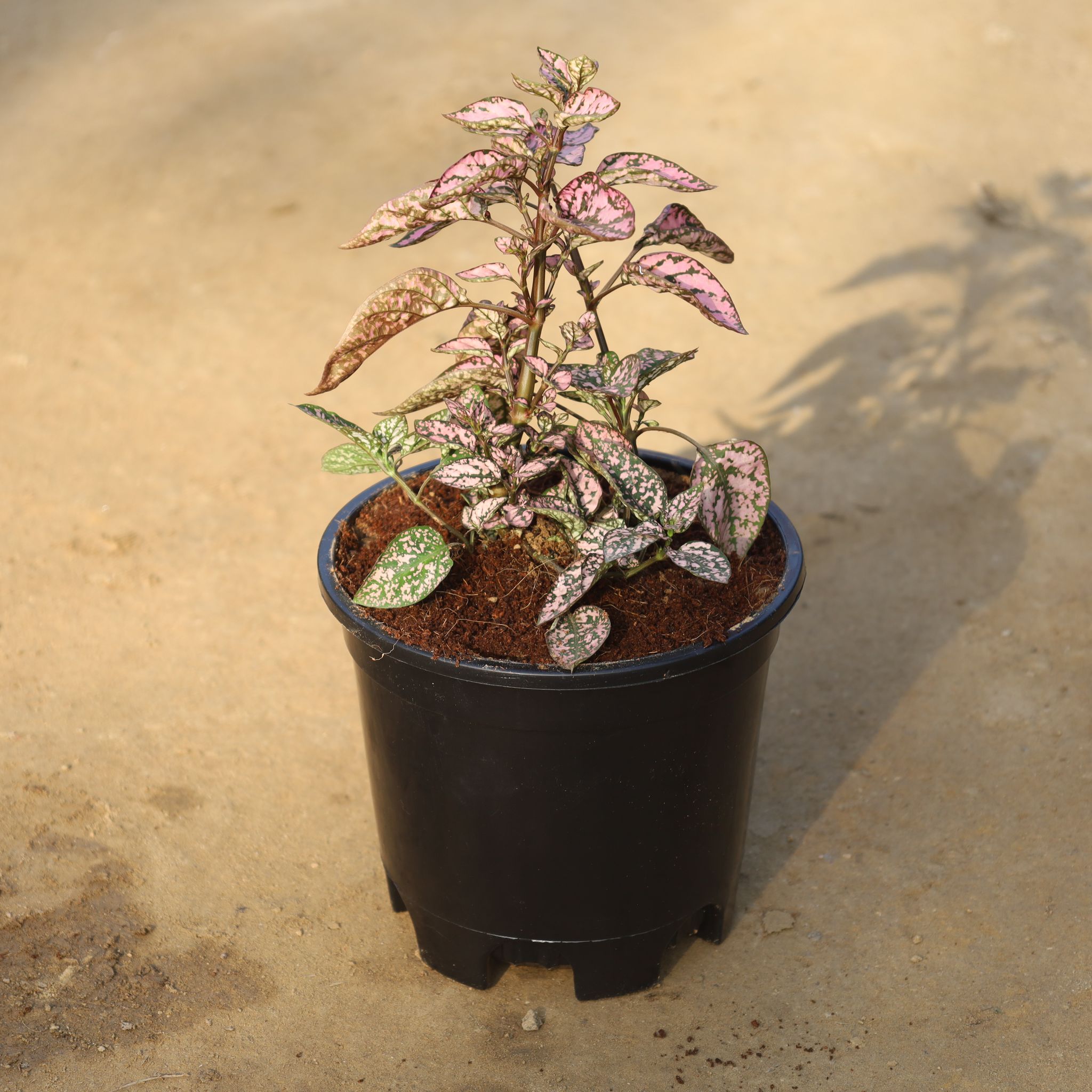 Free Next Day Delivery | Hypoestes Polka Dot Pink in 6 Inch Nursery Pot